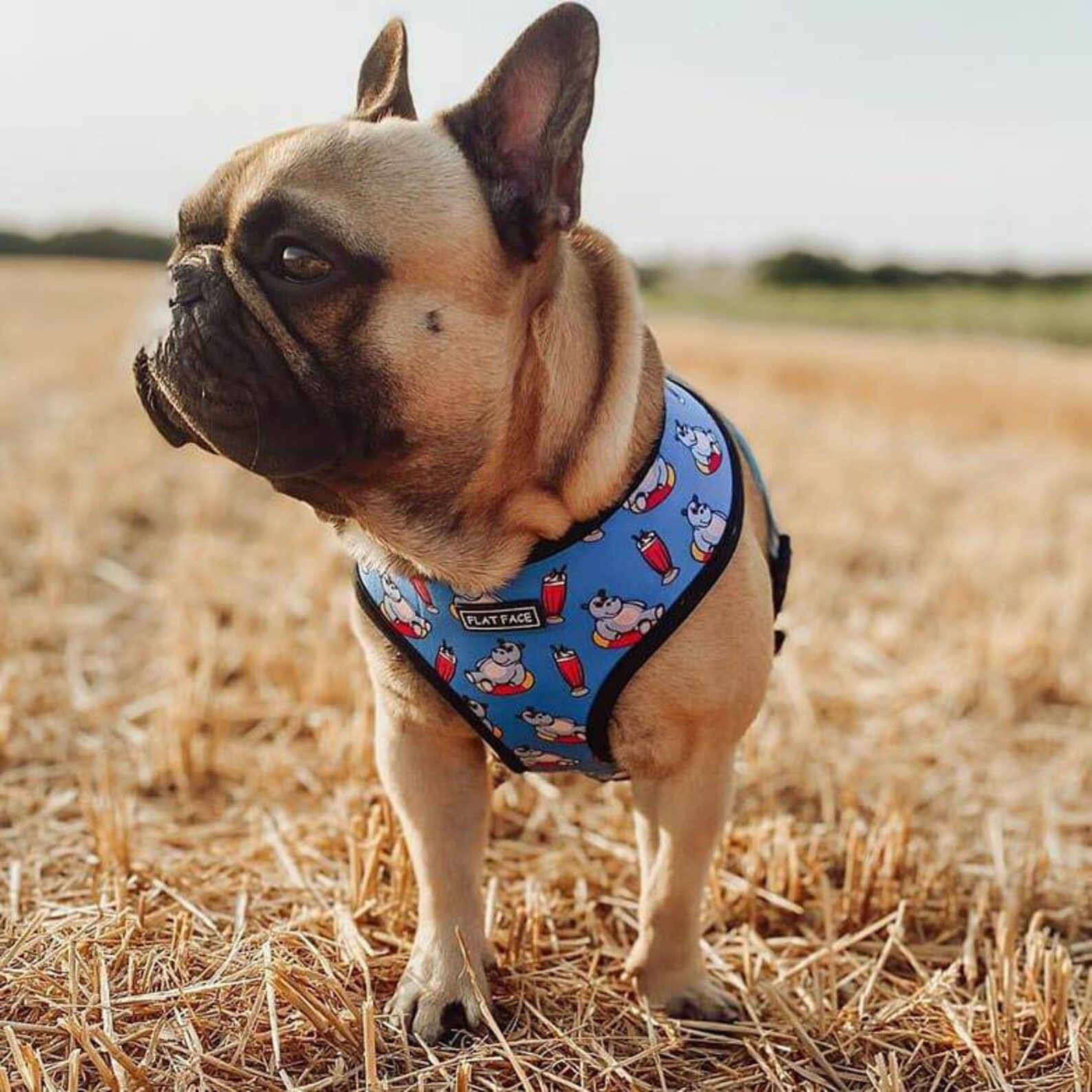 Reversible Dog Harness Hippo and Octopus suitable for All - Etsy UK