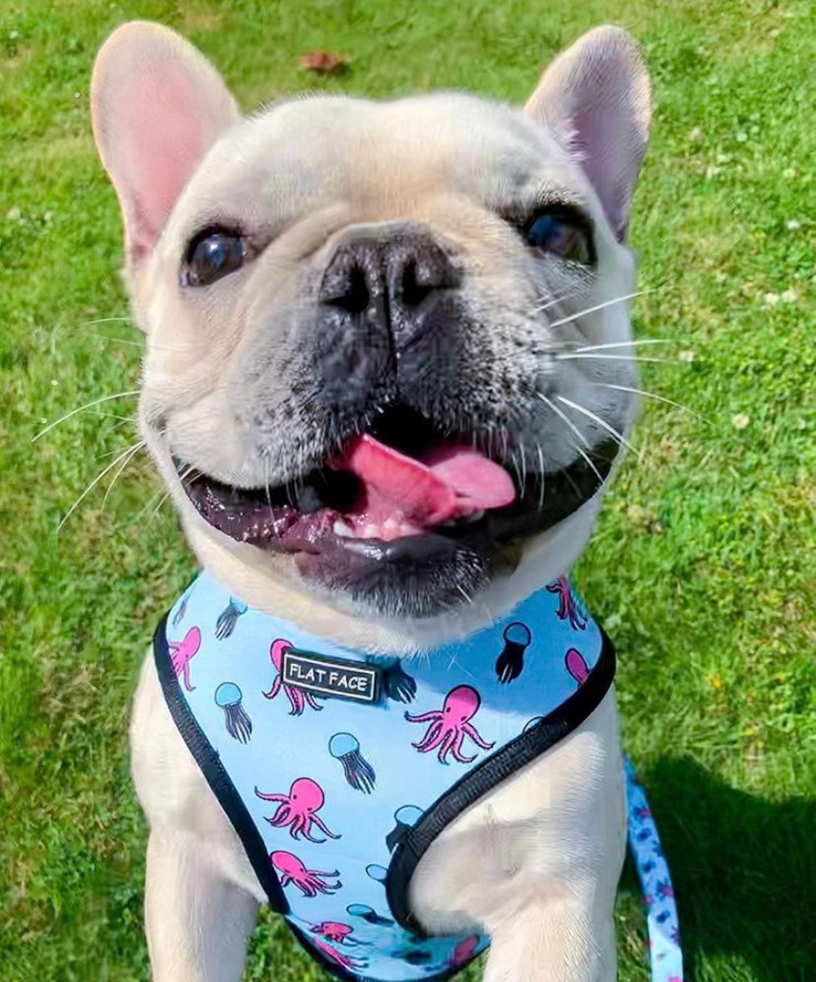 Reversible Dog Harness Octopus and Hippo. suitable for All | Etsy UK