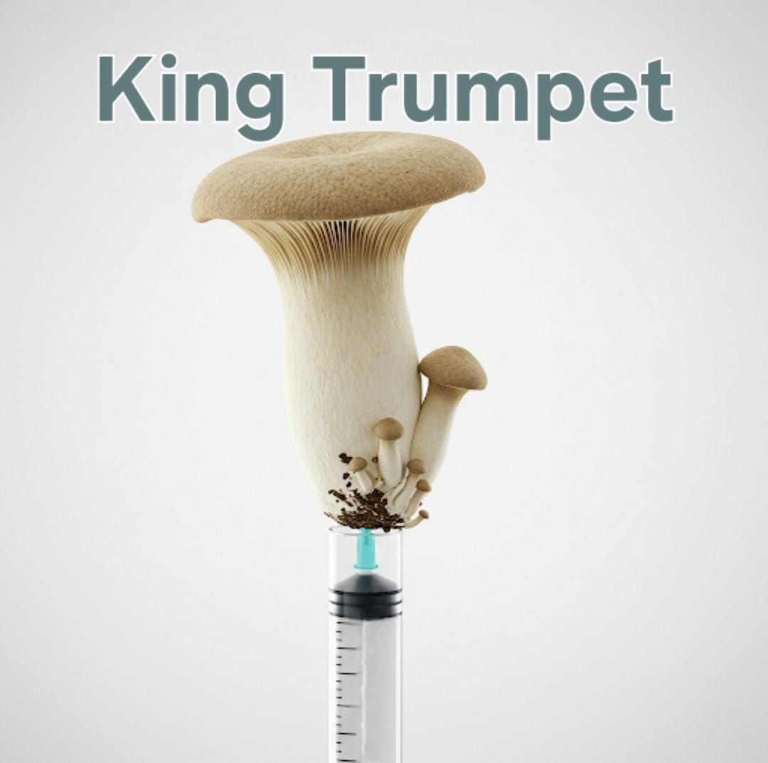 Kings Trumpet Live Culture Syringe - Etsy