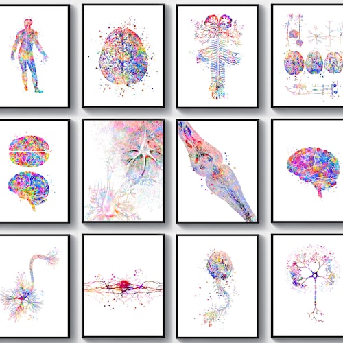 12 Neuroscience Art Posters Neurological Art Cognitive Biology - Etsy