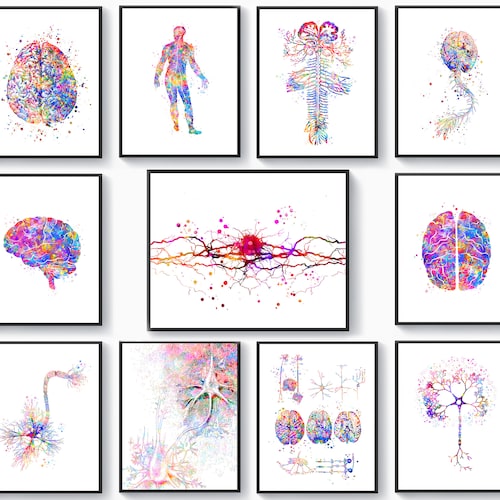 11 Neurogenetics Art Neurology Drawing Brain Anatomy - Etsy