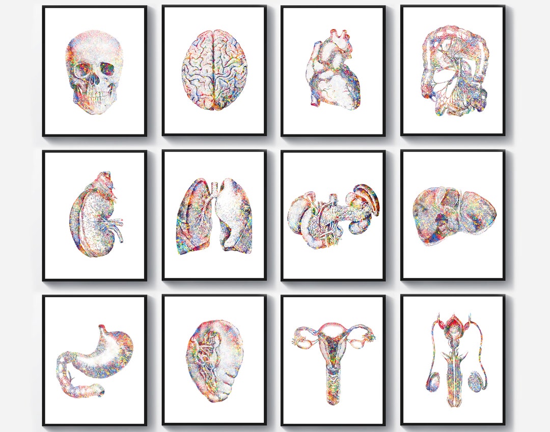 Set 12 Organ Art Anatomy Art Medical Art Doctor Gift Anatomical Brain ...