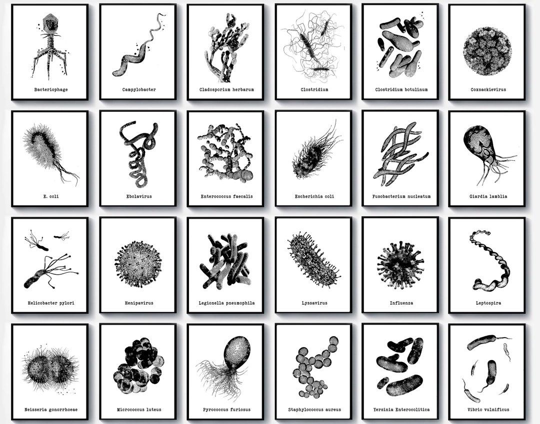 Set 24 Microbiology Art Bacteria Types Posters Microorganism Names ...
