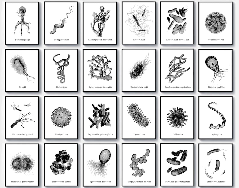 Set 24 Microbiología Arte Bacterias Tipos Carteles Microorganismo ...
