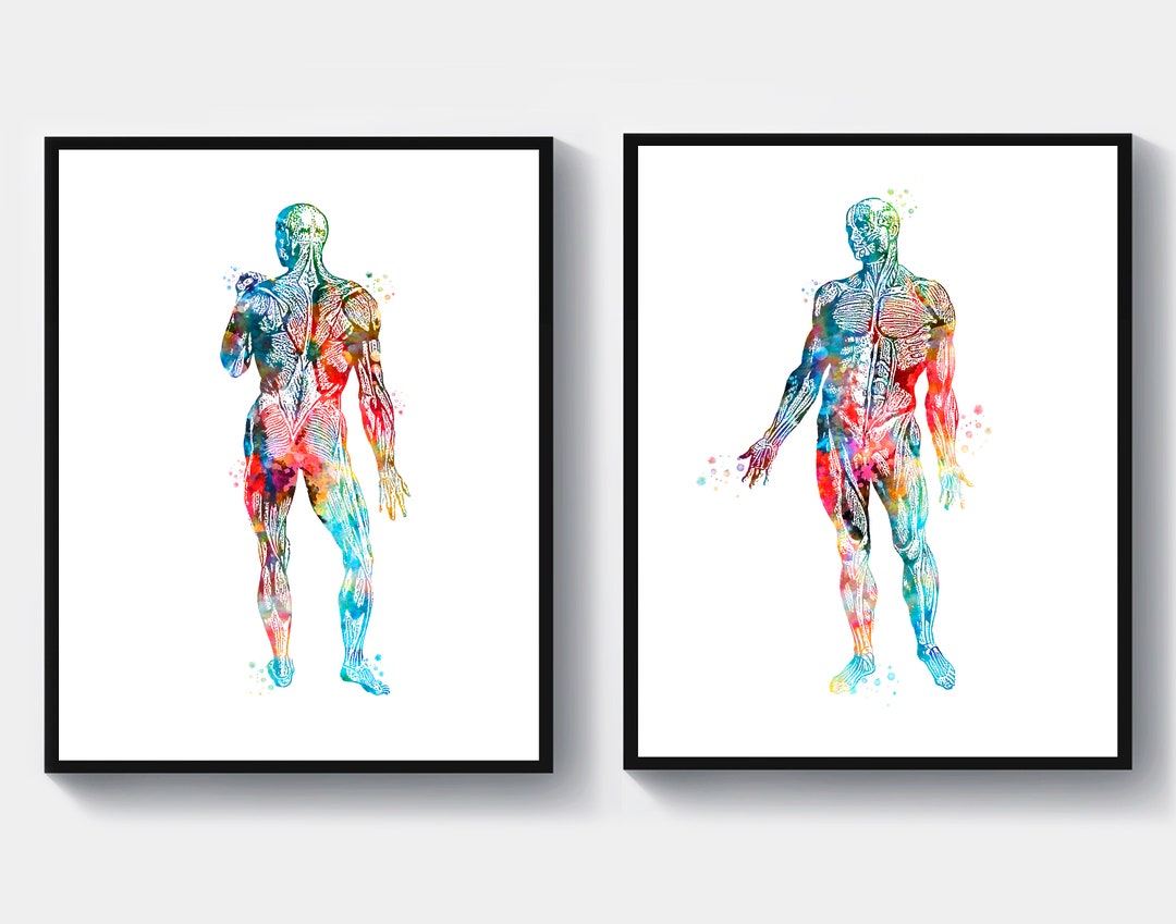 2 Watercolor Anatomy Art Muscular System Poster Skeletal Muscles ...
