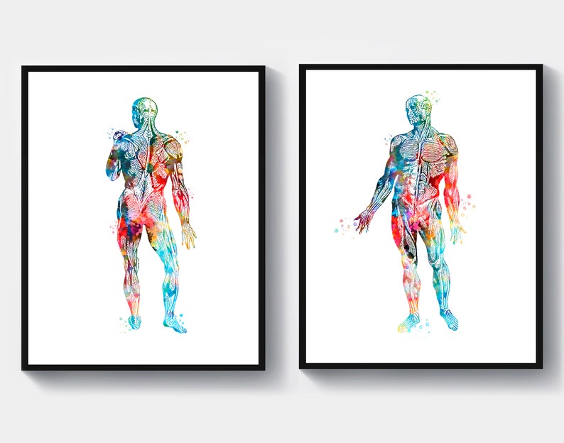2 Watercolor Anatomy Art Muscular System Poster Skeletal - Etsy