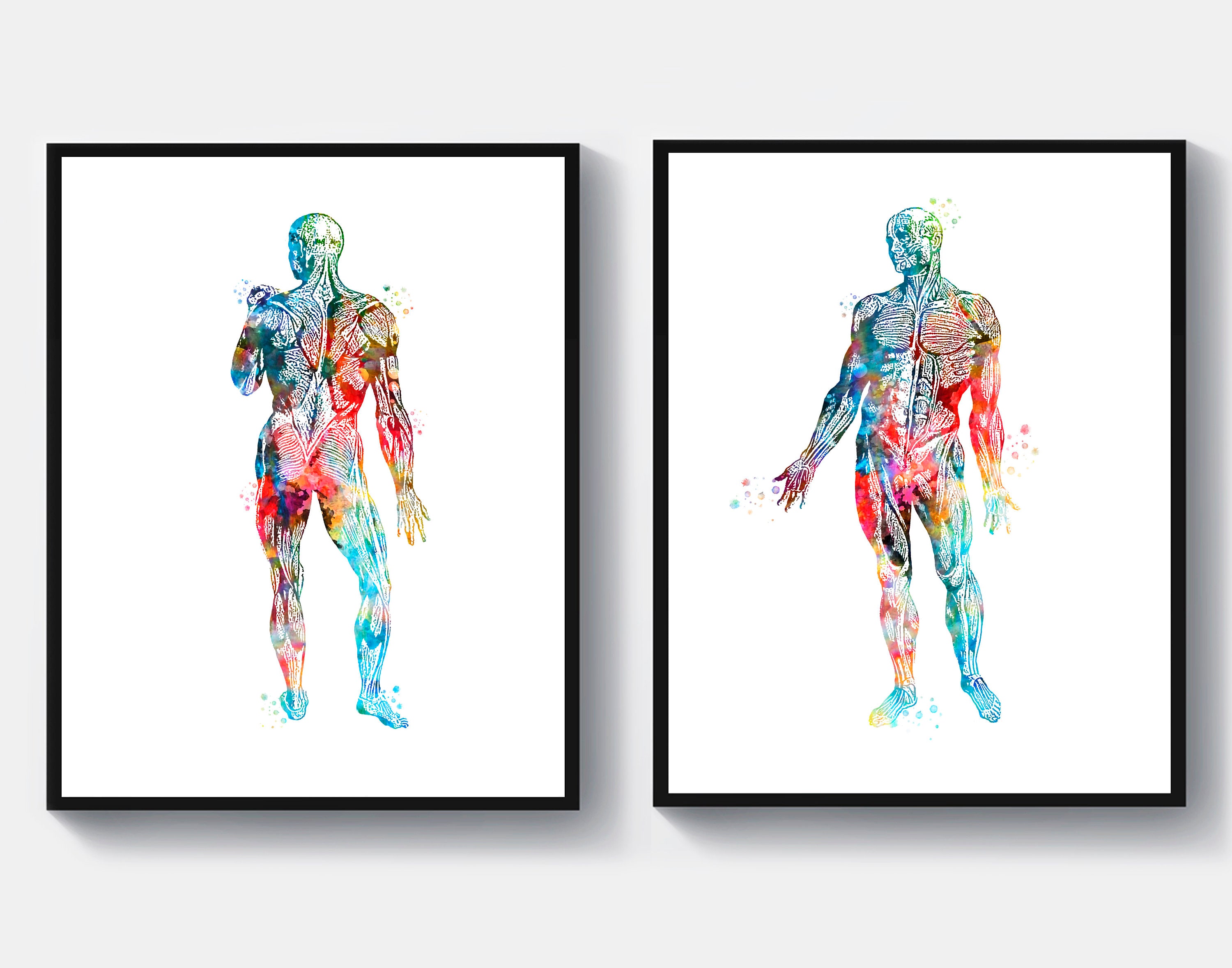 2 Watercolor Anatomy Art Muscular System Poster Skeletal - Etsy Australia