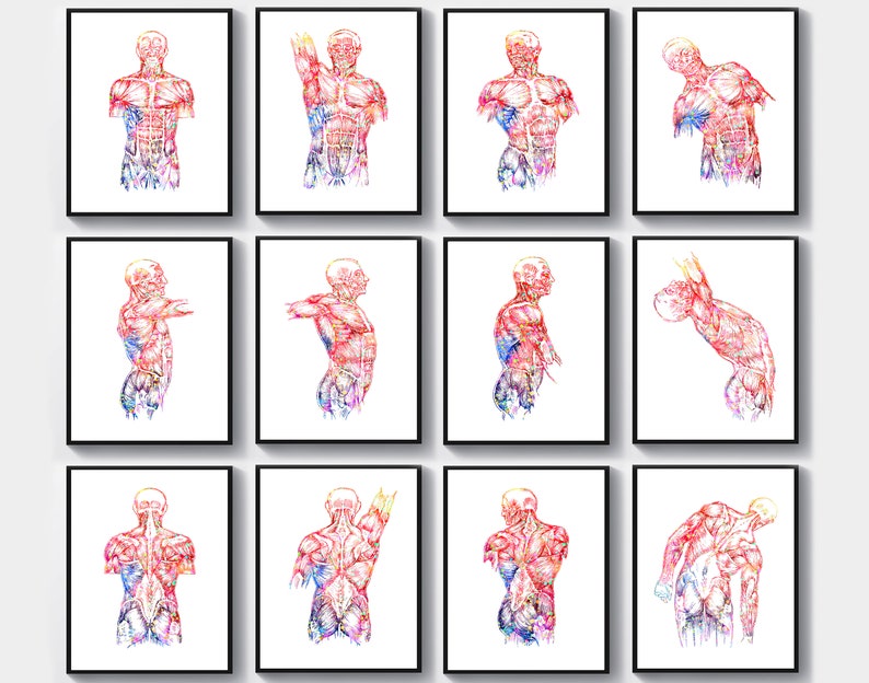 12 Human Muscular System Art Anatomy Artwork Physiology Art - Etsy