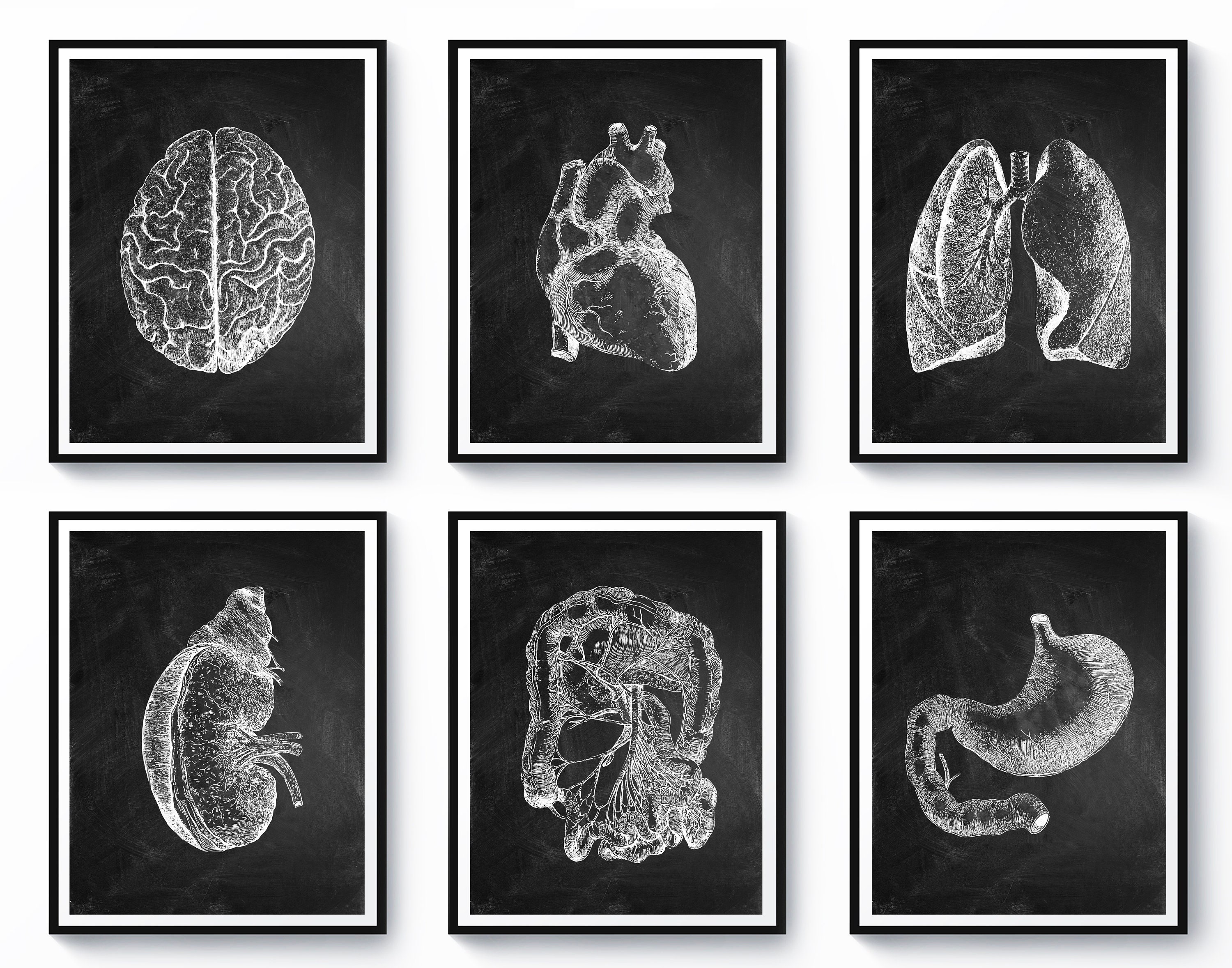 Gastrointestinal Anatomy Posters