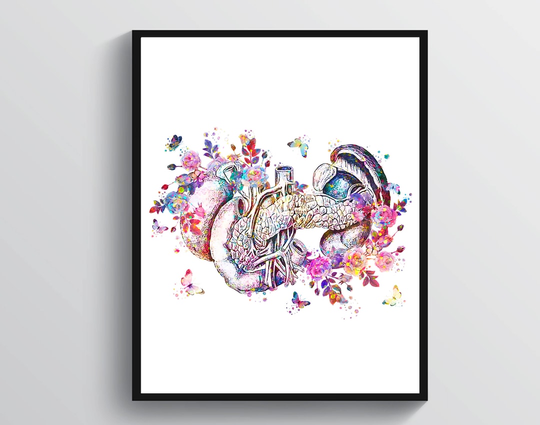 Watercolor Pancreas Artwork Anatomy Art Medical Art Digestive System ...
