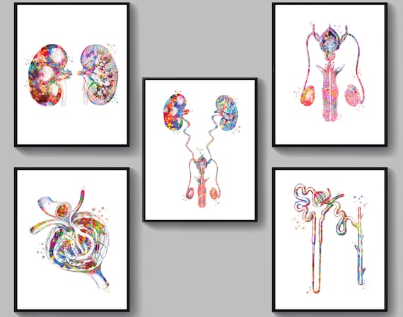Set 5 Urinary System Anatomy Art Kidney Function Medical Art | Etsy