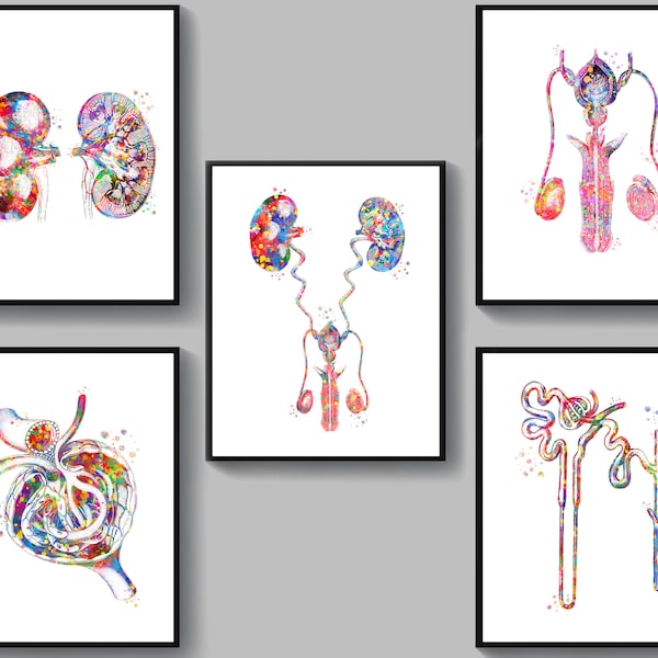 Medical Poster Kidney - Etsy UK