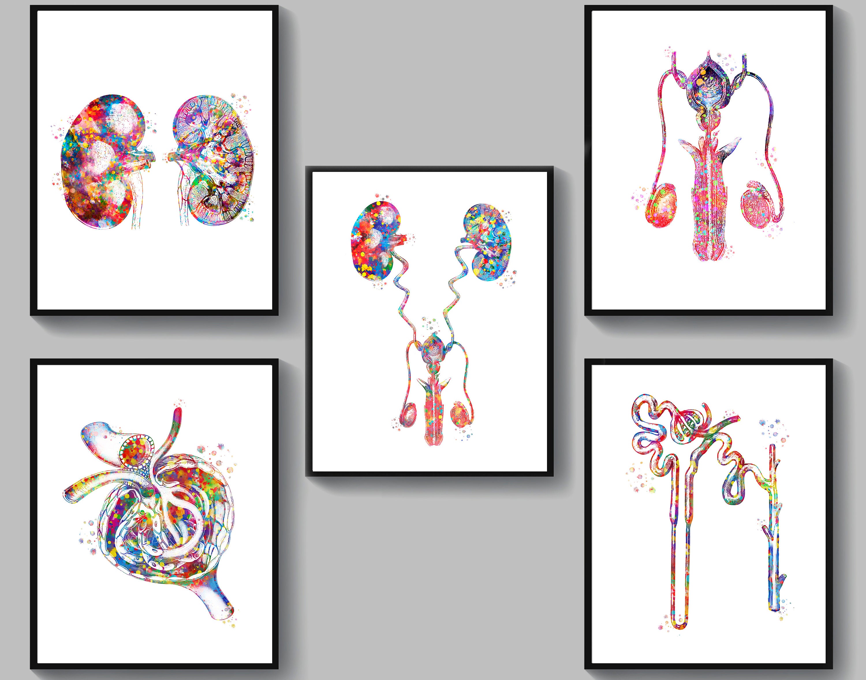 Set 5 Urinary System Anatomy Art Kidney Function Medical Art - Etsy Canada