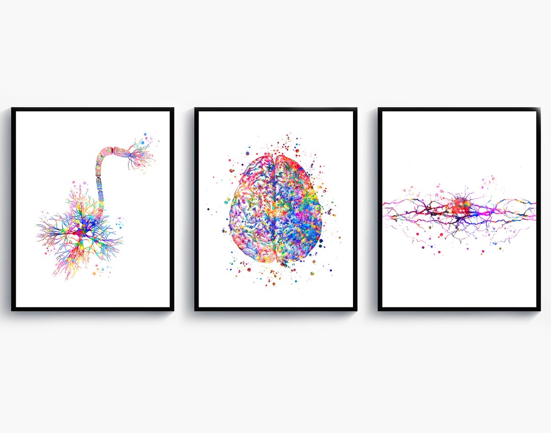 3 Neurology Art Brain Anatomy Art Nervous System Art Medical Art Neuron ...