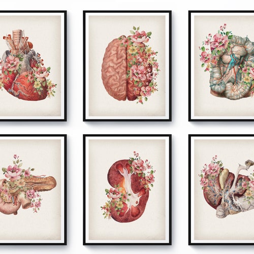 Set 6 Gastrointestinal System Anatomy Art Digestive Organs - Etsy