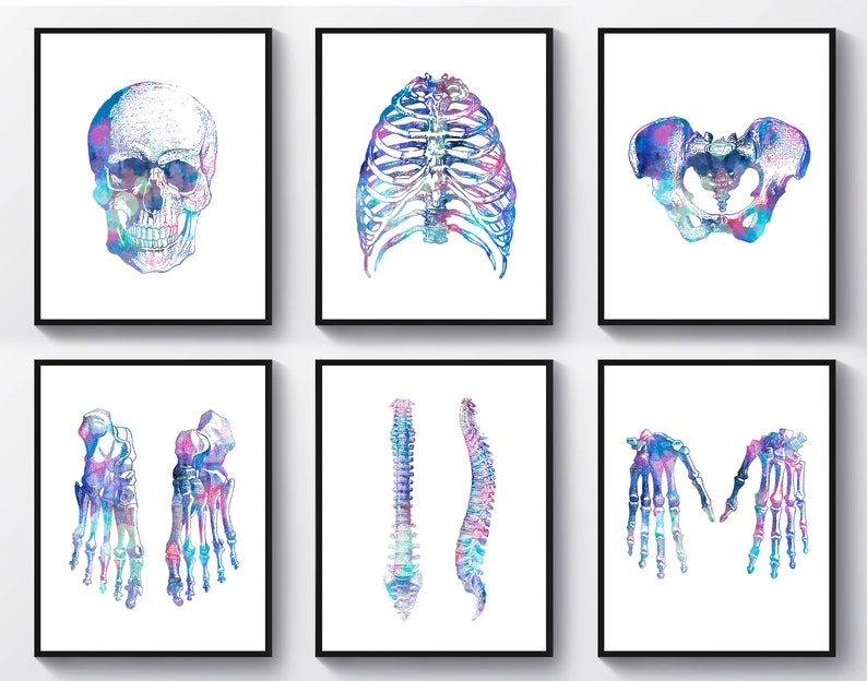 6 Watercolor Skeleton Bones Anatomy Art Chiropractor Gift - Etsy