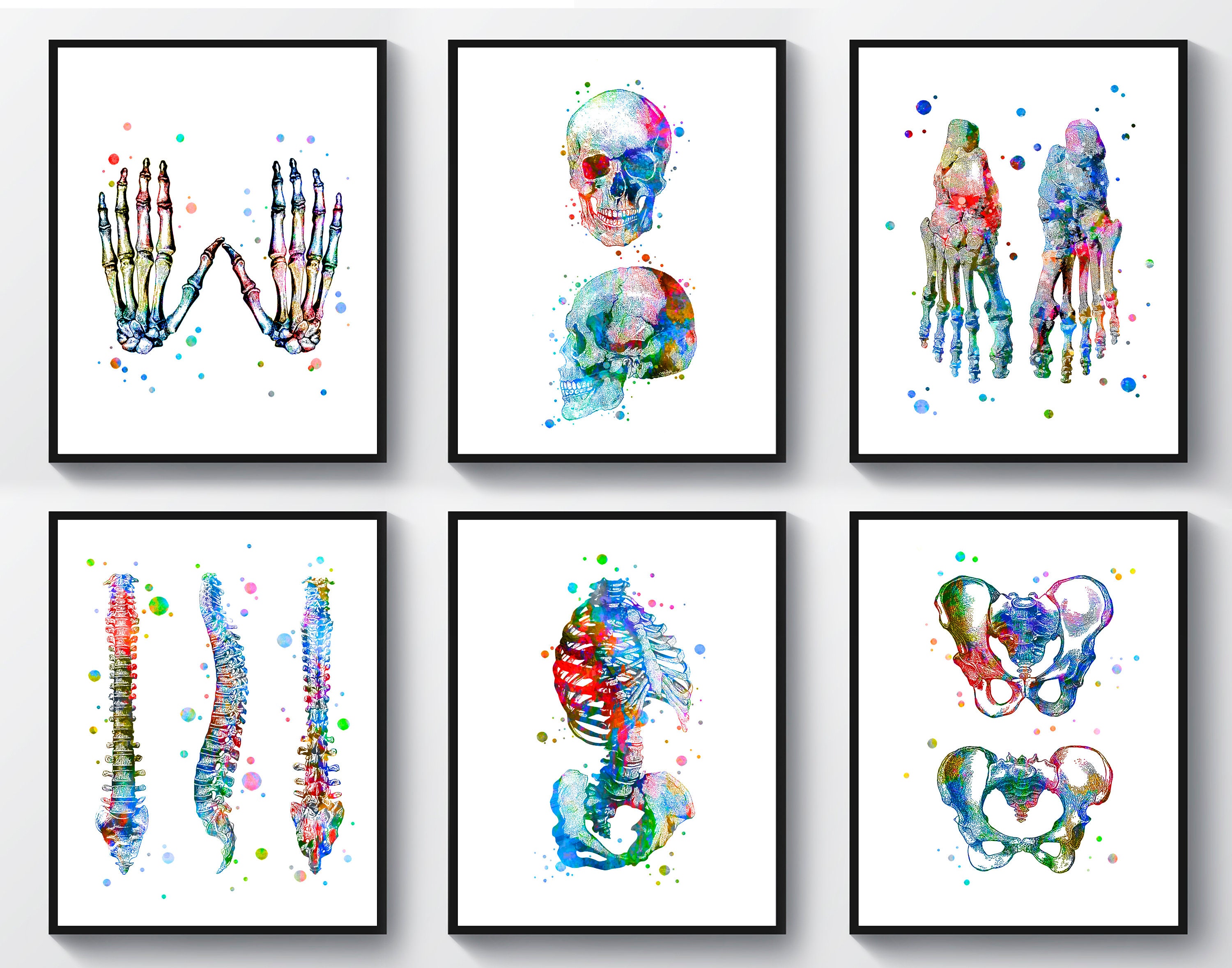 6 Watercolor Skeleton Anatomy Art Chiropractic Poster - Etsy