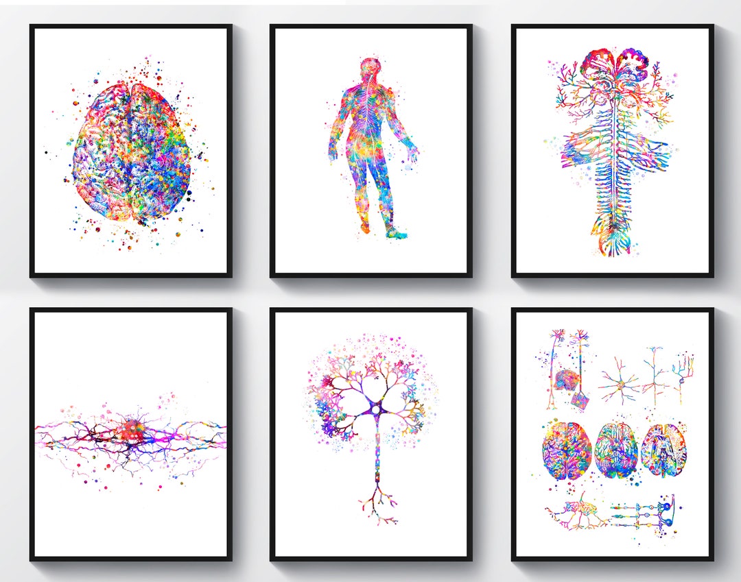 6 Neurologist Gift Human Nervous System Anatomy Poster Neural System ...