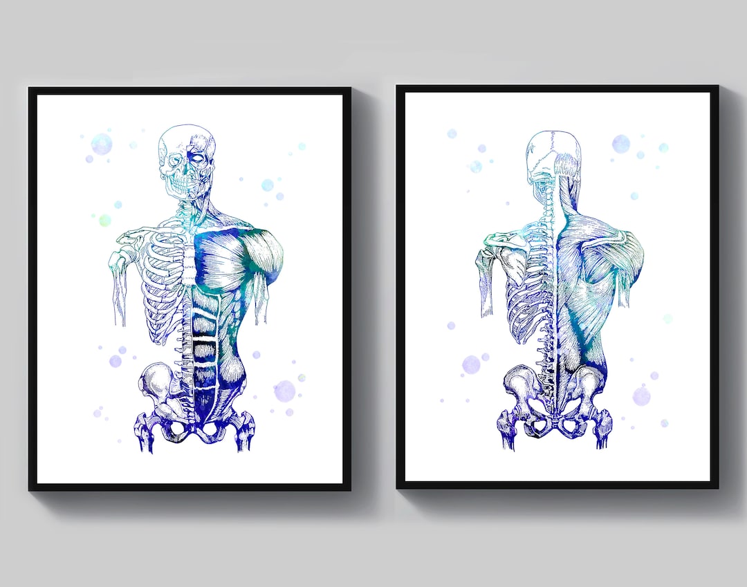 Musculoskeletal Anatomy Art Skeleton Poster Muscular System Decor ...