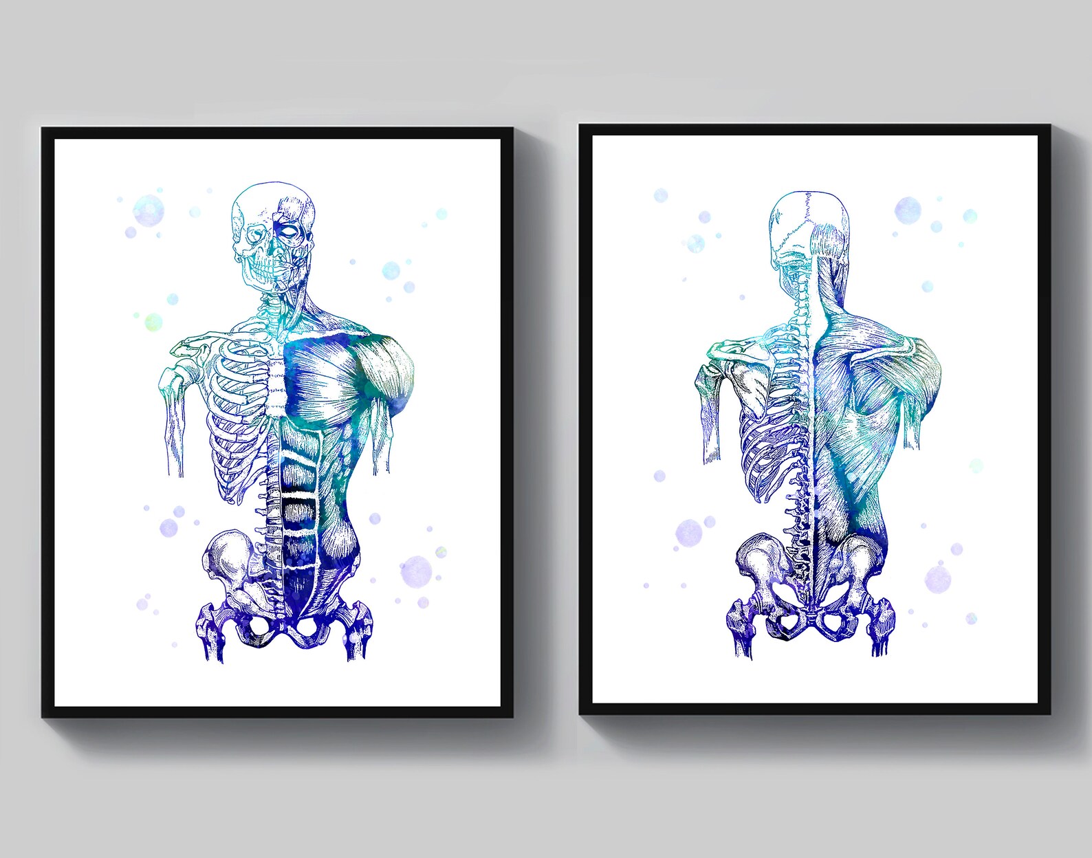 Musculoskeletal Anatomy Art Skeleton Poster Muscular System Decor ...