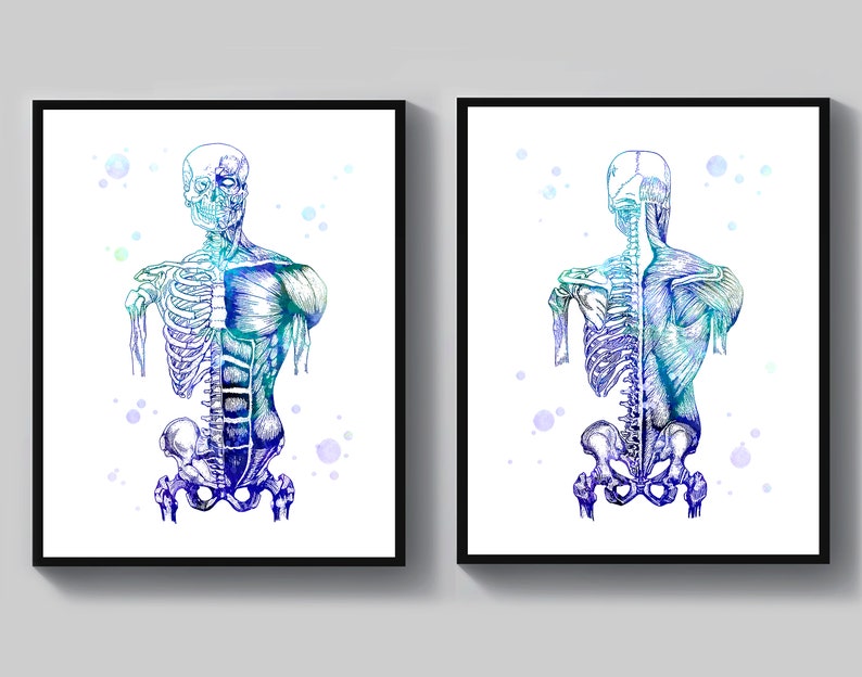 Musculoskeletal Anatomy Art Skeleton Poster Muscular System - Etsy