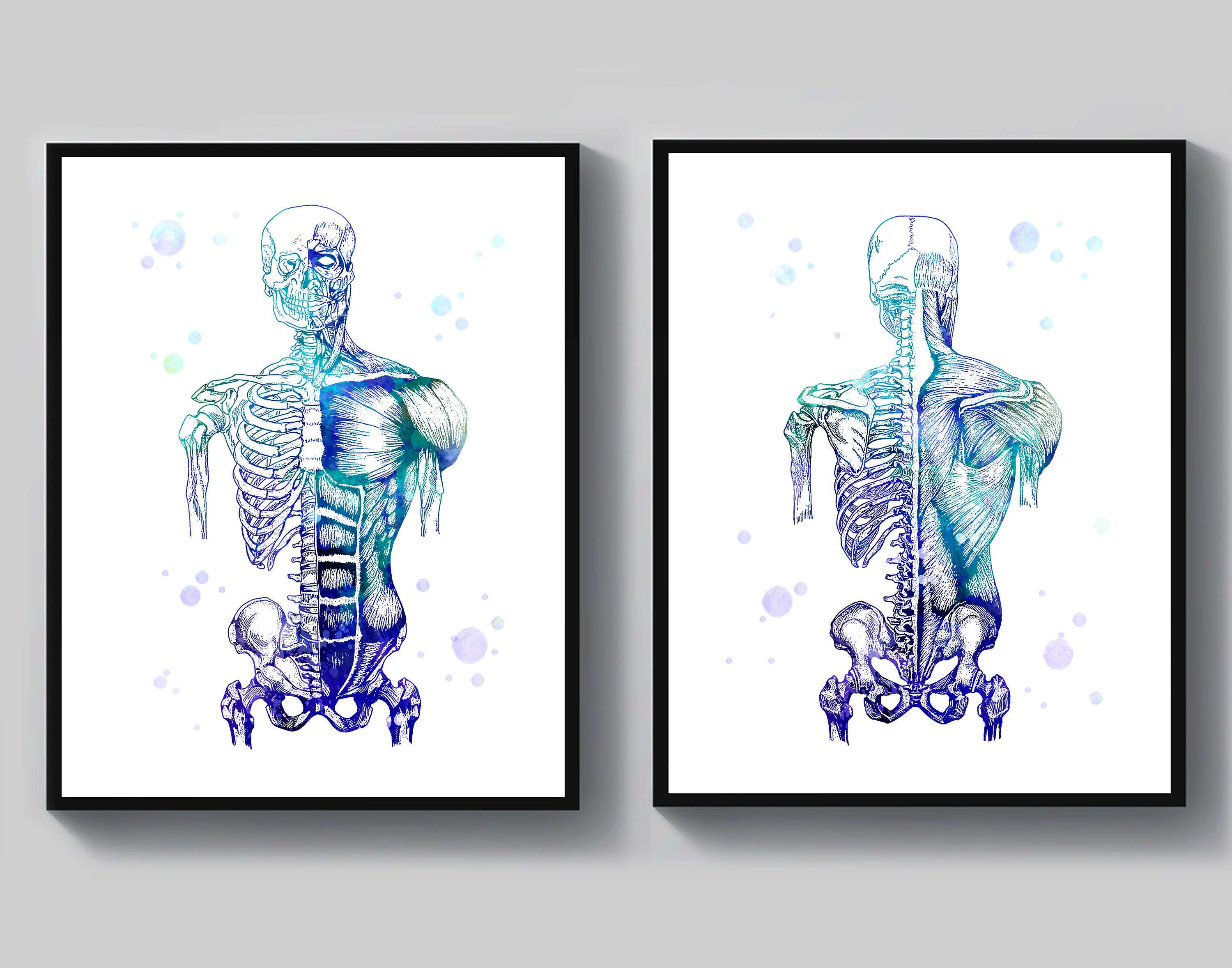 Musculoskeletal Anatomy Art Skeleton Poster Muscular System - Etsy Canada