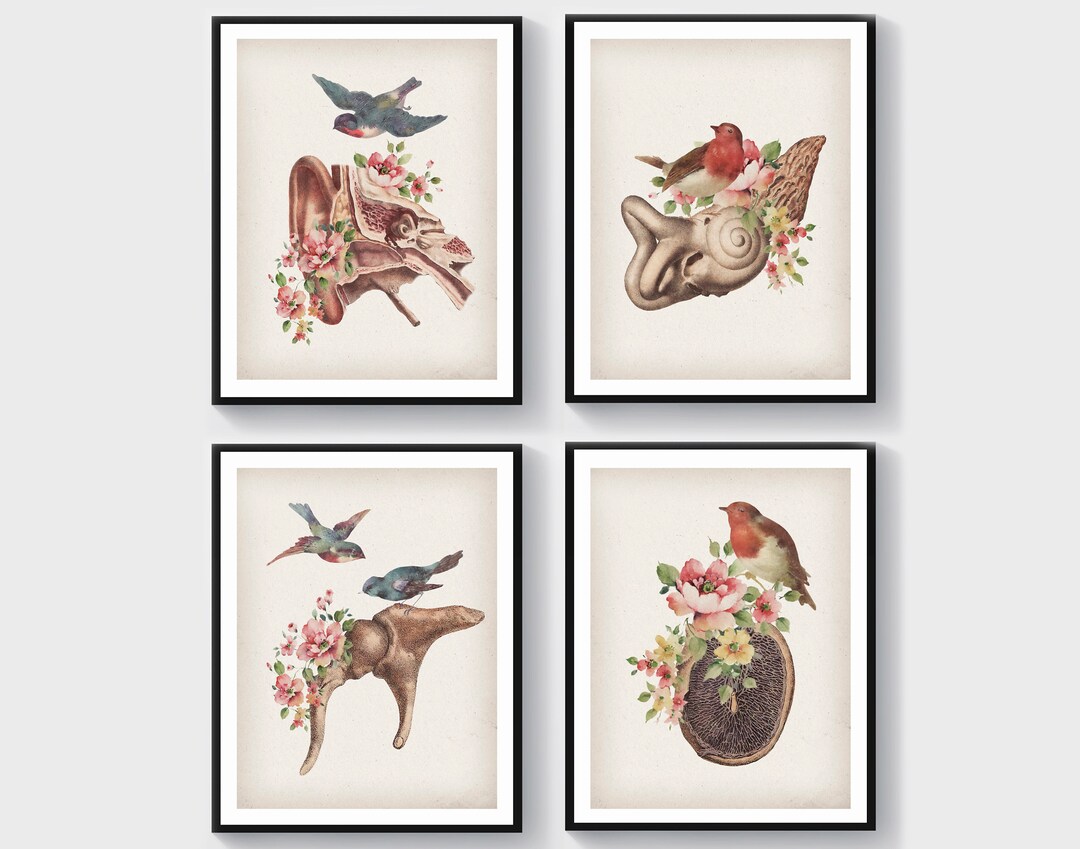 4 Vintage Ear Anatomy Art Otolaryngologist Gift Human Physiology Art ...