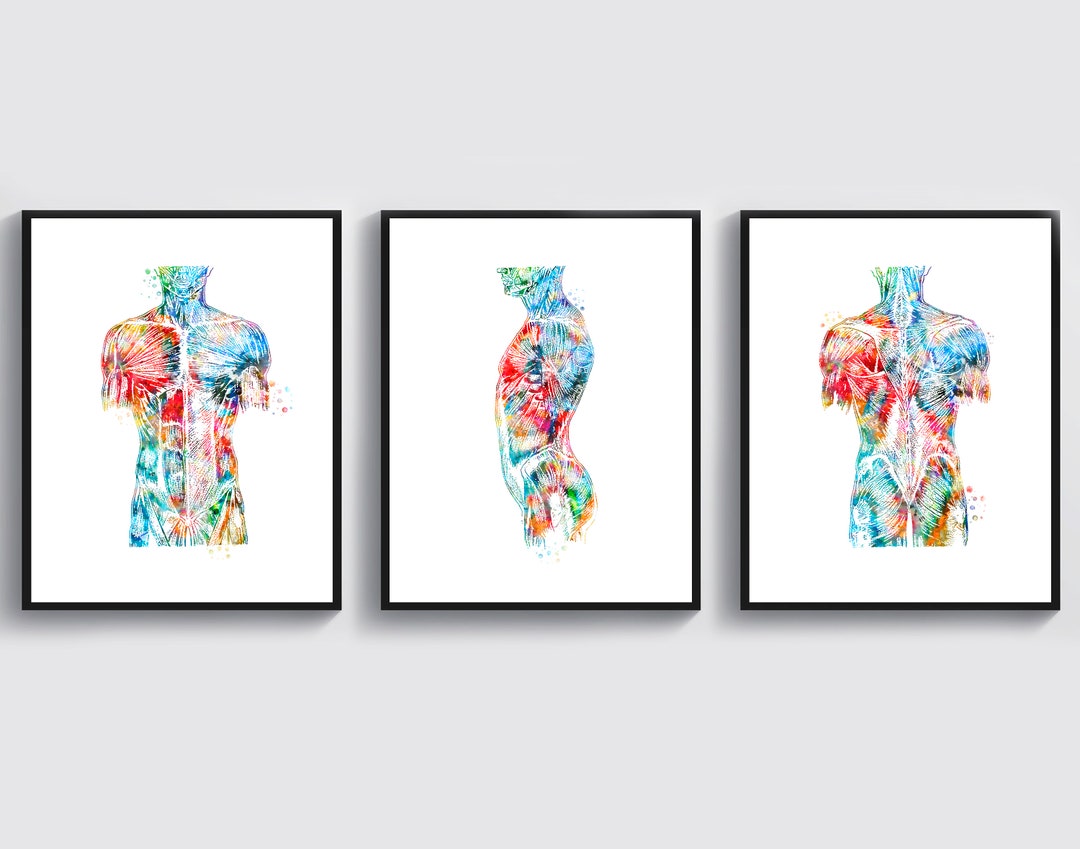 3 Watercolor Muscular System Artwork Human Anatomy Art Physiotherapist ...