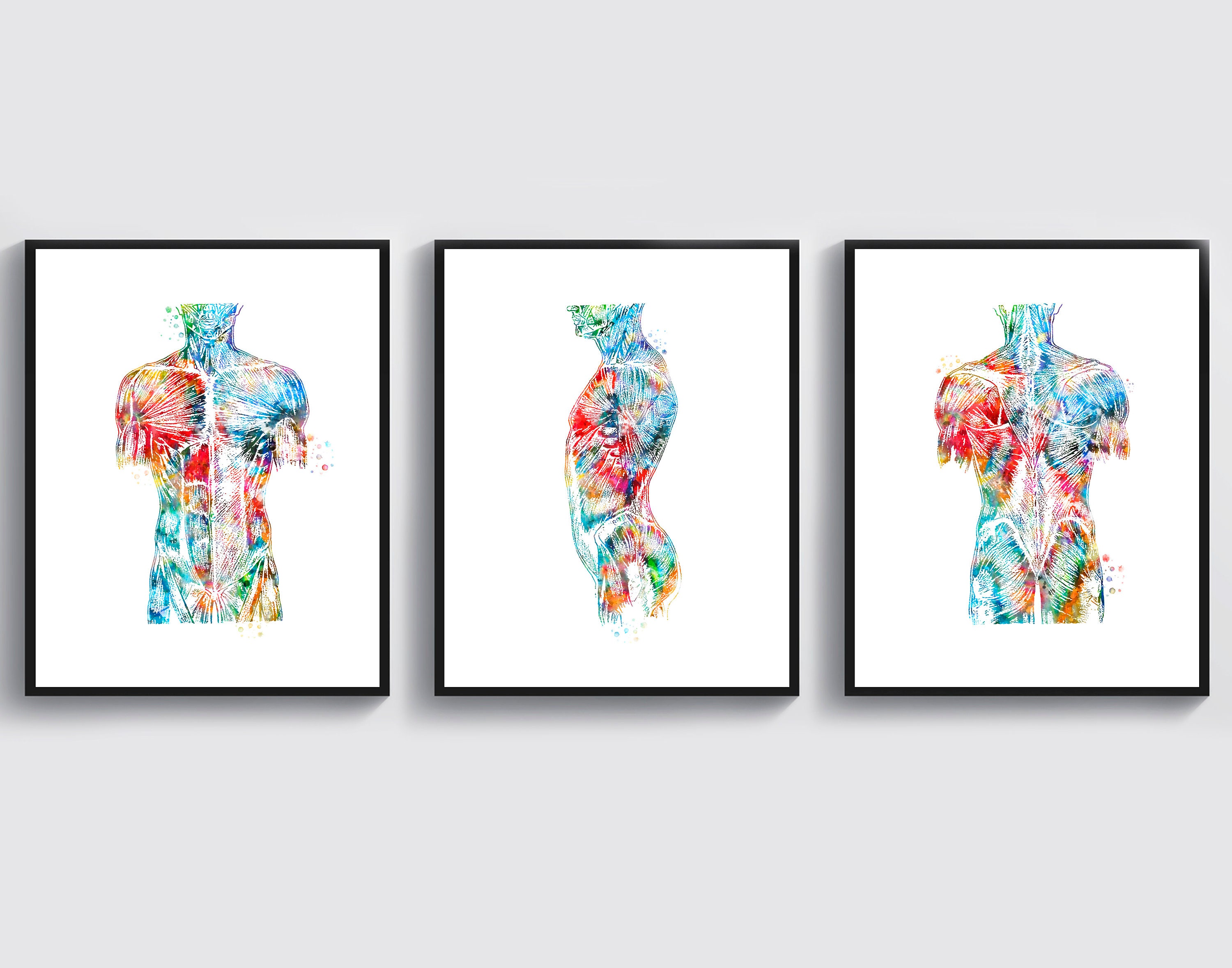 3 Watercolor Muscular System Artwork Human Anatomy Art Physiotherapist ...