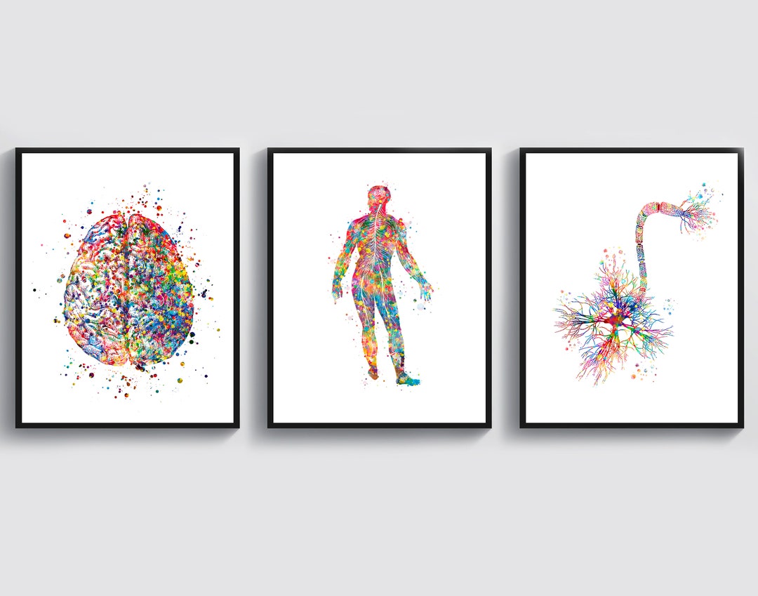 Watercolor Brain Art Human Nervous System Art Neuron Art Neurology ...