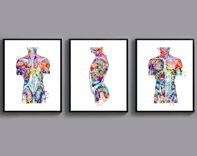 12 Human Body Anatomy Posters Muscular System Diagram Medical Art Major ...