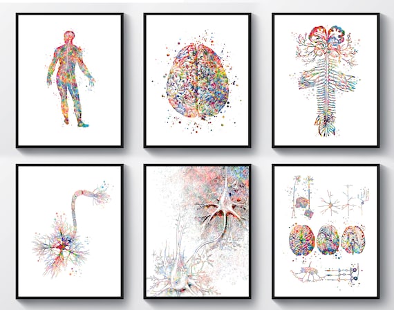 Set 6 Neuroscience Art Neurology Art Anatomical Brain Nervous - Etsy