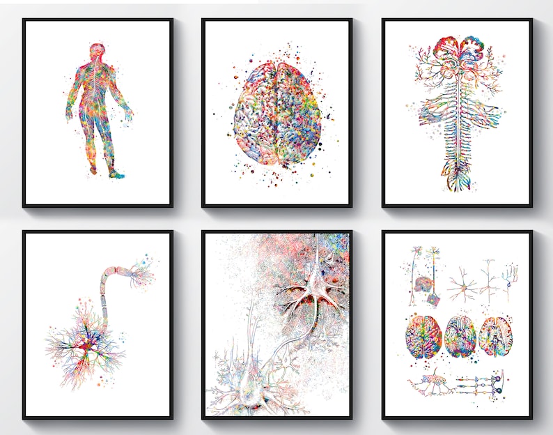 Set 6 Neuroscience Art Neurology Art Anatomical Brain Nervous System ...