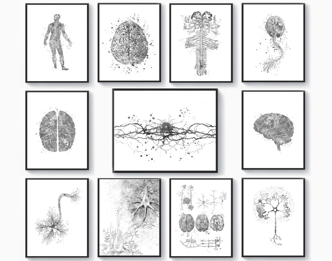 11 Brain Anatomy Art Medical Artwork Neurology Art Science Art Human ...