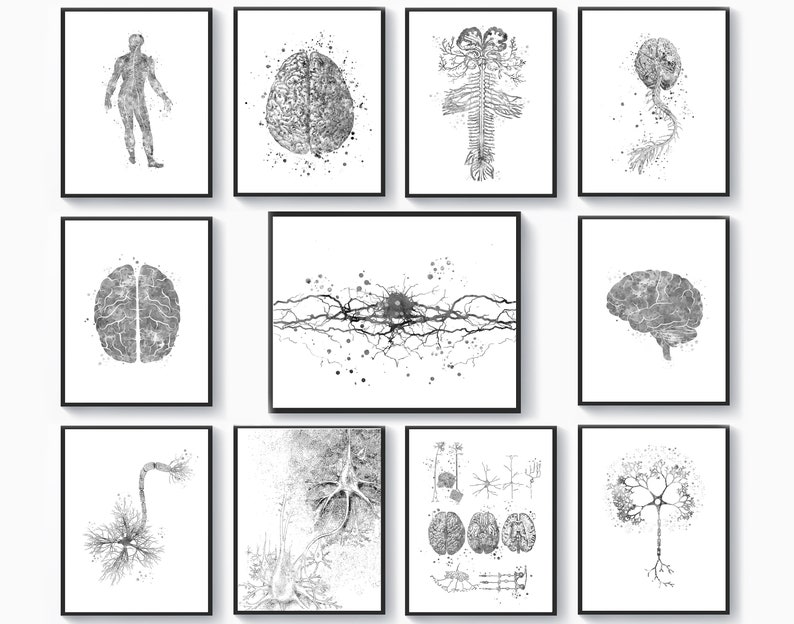 11 Brain Anatomy Art Medical Artwork Neurology Art Science Art - Etsy