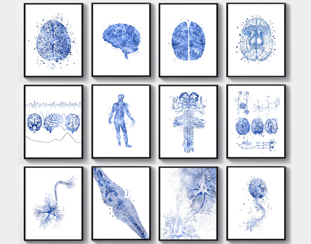 Set 12 Brain Anatomy Art Neuroscience Art Neurology Art Medical Art ...