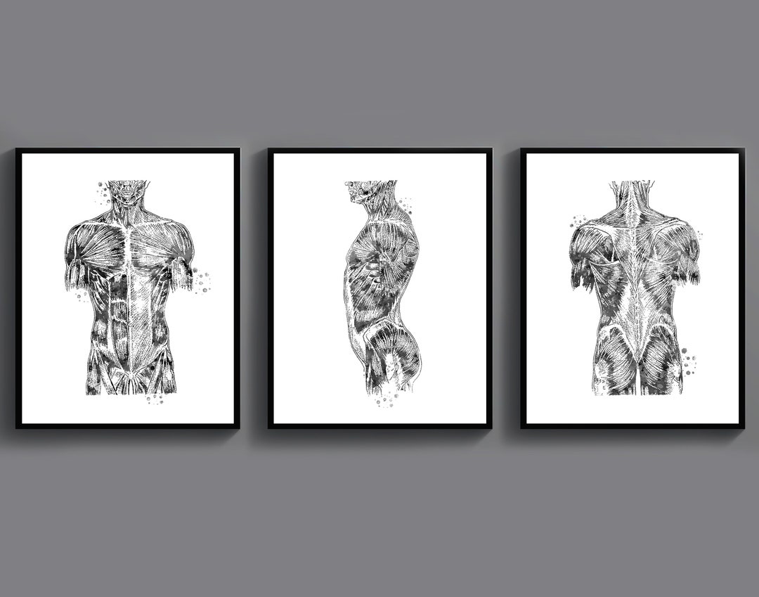 3 Human Body Anatomy Art Muscular System Structure Poster Anatomical ...