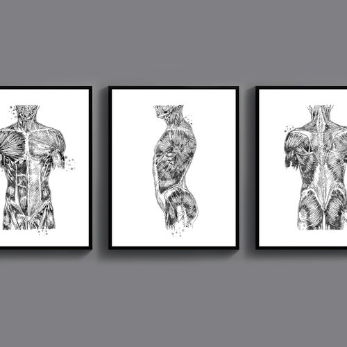 6 Vintage Muscular System Anatomy Posters Body Muscles - Etsy