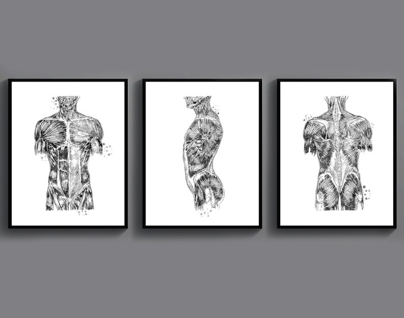 3 Human Body Anatomy Art Muscular System Structure Poster - Etsy