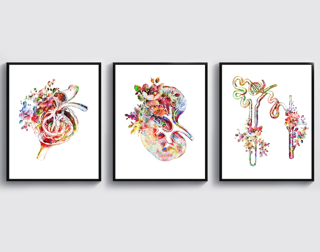 3 Watercolor Anatomy Art Floral Kidney Art Nephron Art Glomerulus Art ...