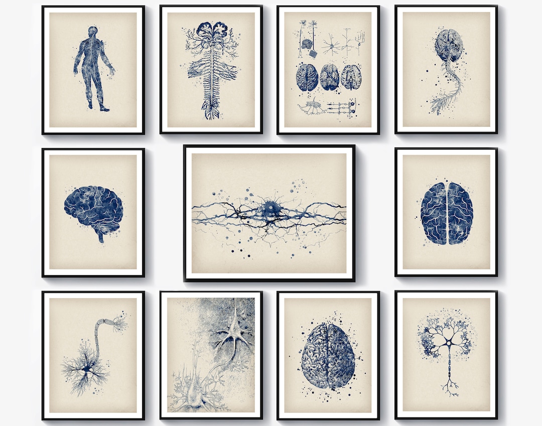 11 Neurology Artwork, Anatomy Art, Science Art, Human Neural System ...