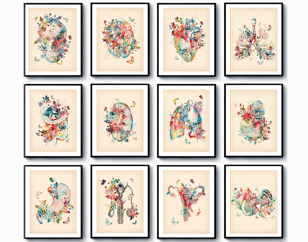 Anatomy Art Set 12 Medical Art Anatomical Poster Internal Organs ...