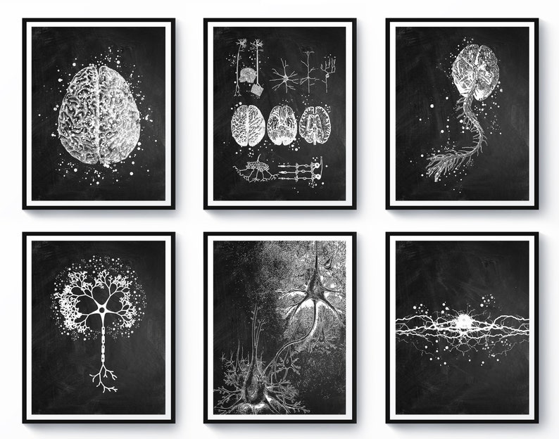 Neurology Art Set 6 Anatomy Chalkboard Drawing Medical Art | Etsy