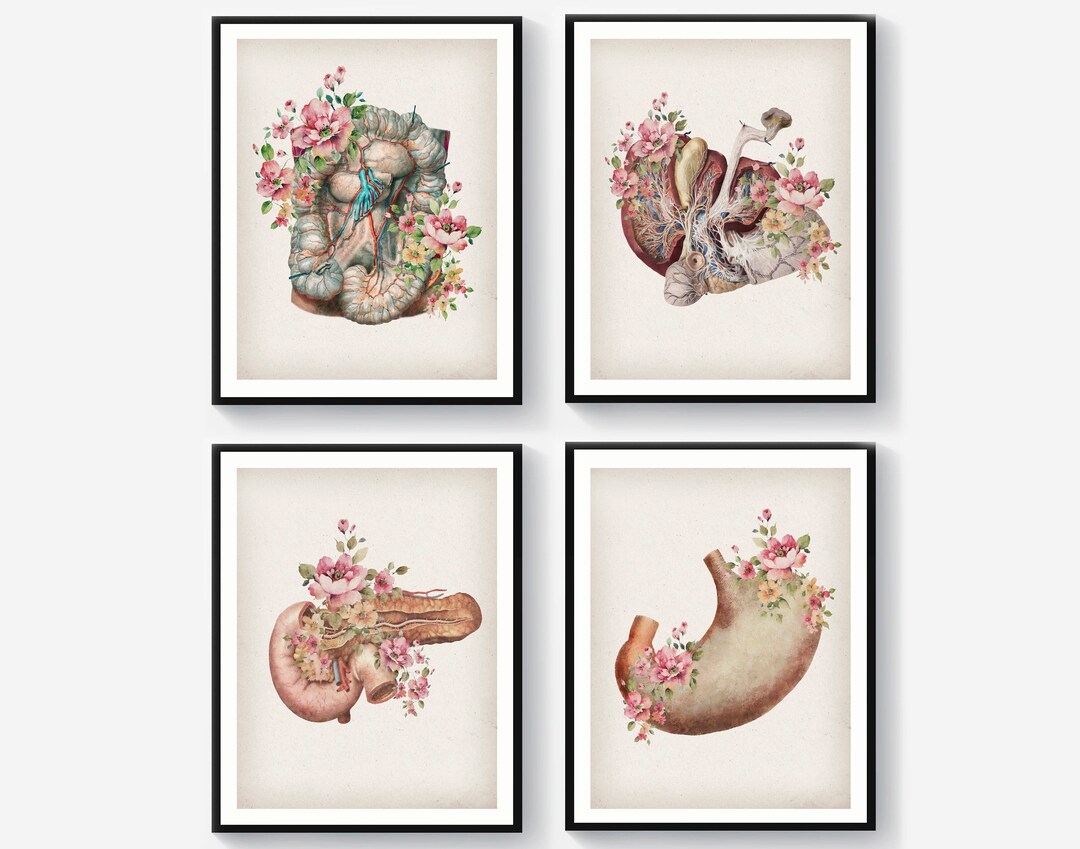 Set 4 Digestive System Anatomy Art Medical Art Abdominal Organ Poster ...