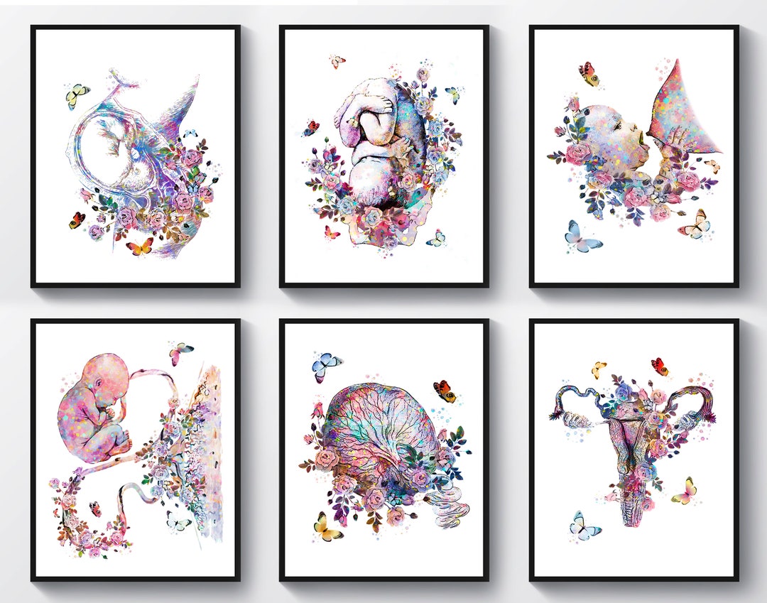 Set 6 Midwife T Pregnancy Anatomy Art Obgyn Art Maturation Art