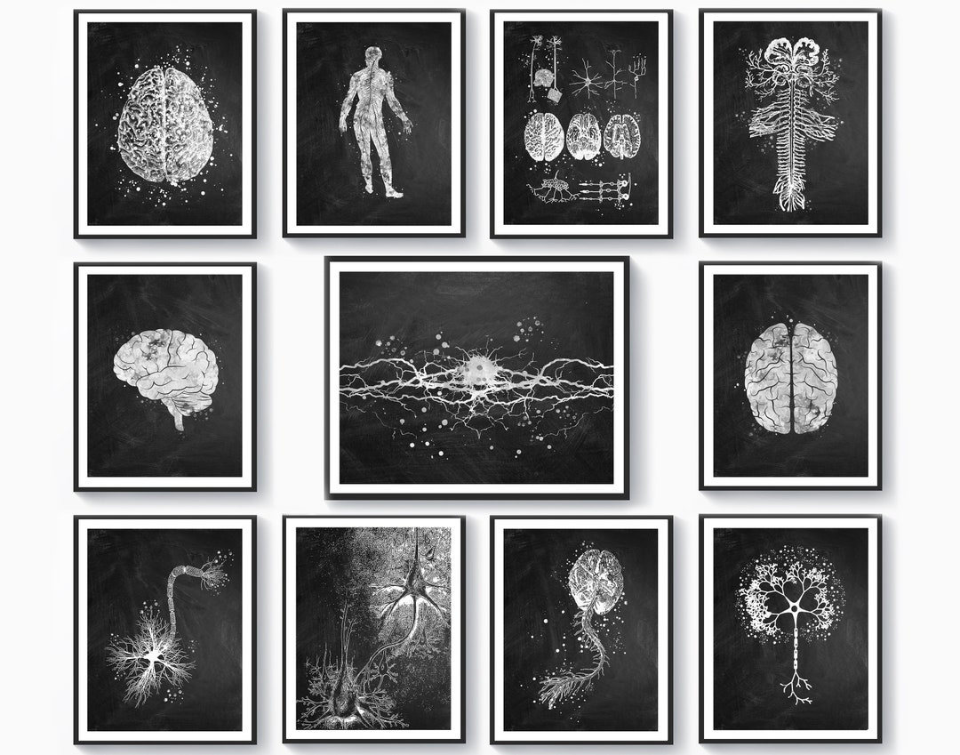 Set 11 Neurosurgery Art Human Nervous System Anatomy Artwork Neurology ...