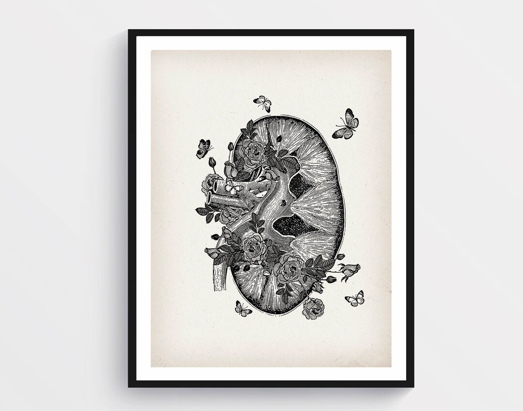 Kidney Anatomy Art Medical Art Science Art Abdomen Art Surgeon Gift ...