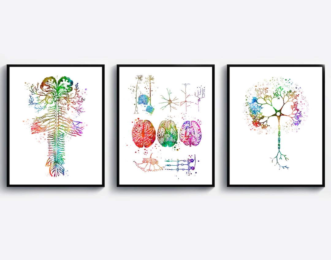 3 Neurology Art Brain Anatomy Art Nervous System Poster Medical Art ...
