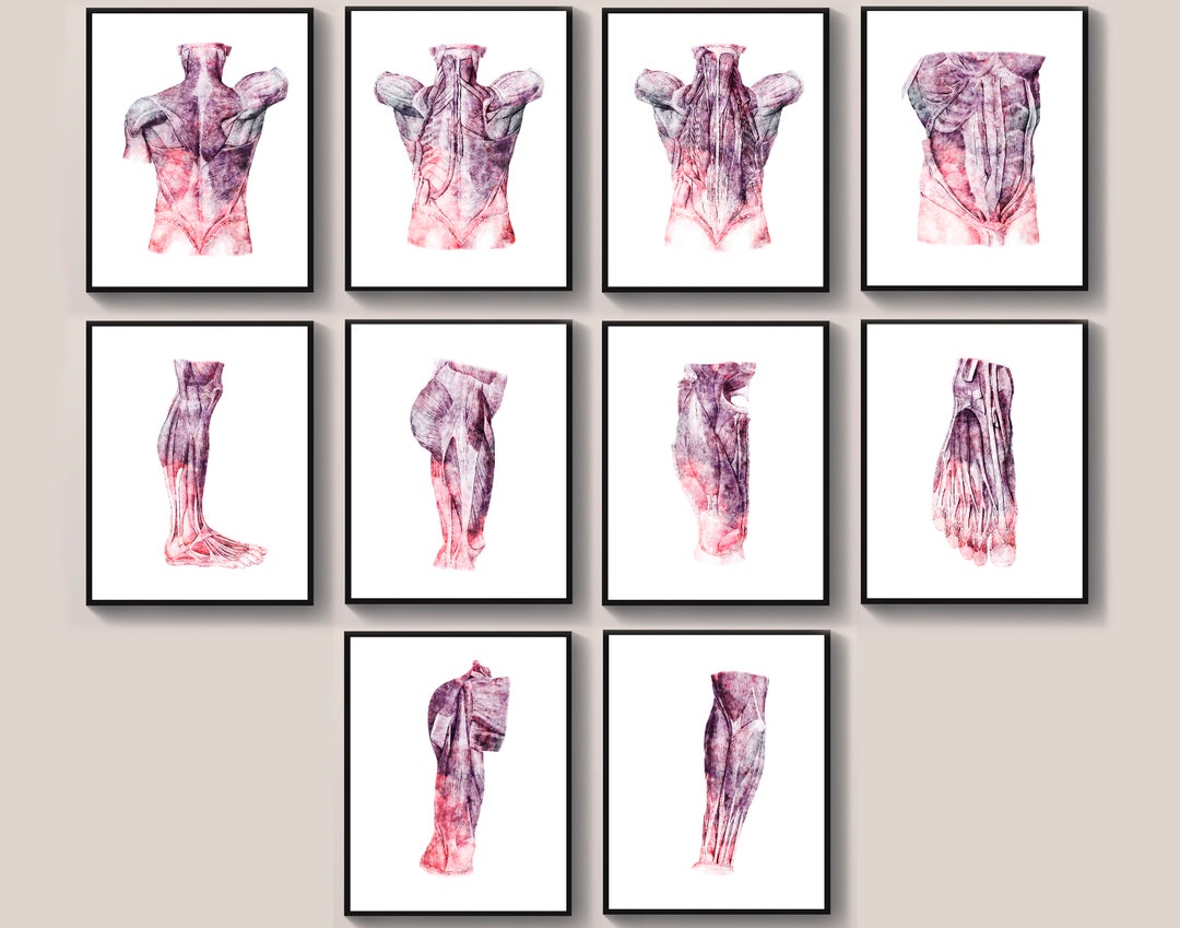 10 Watercolor Muscle Anatomy Art Medical Decor Torso Muscles Hand ...