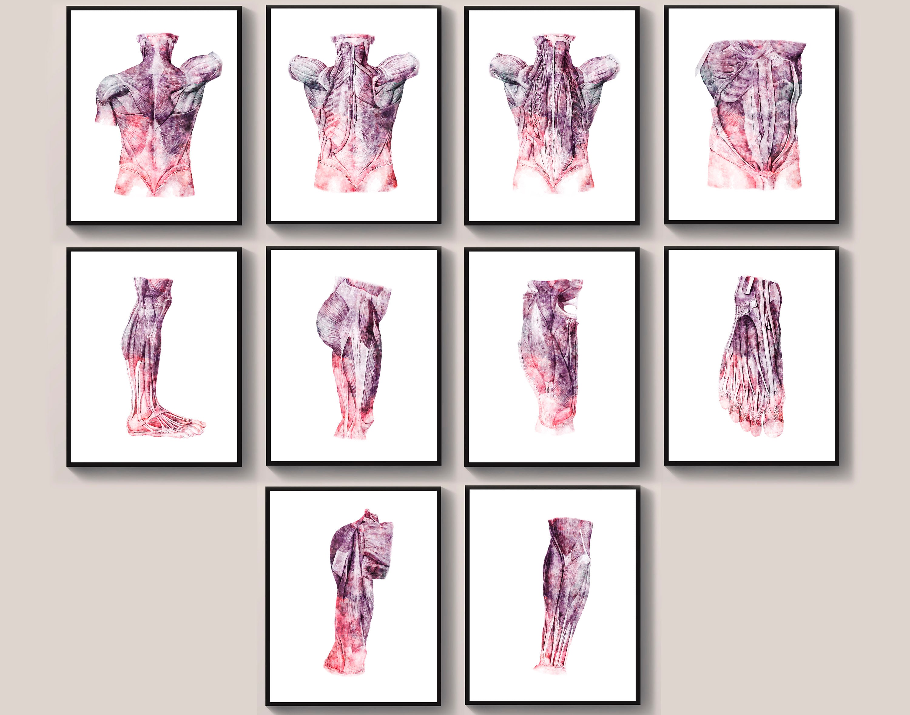 10 Watercolor Muscle Anatomy Art Medical Decor Torso Muscles Hand ...
